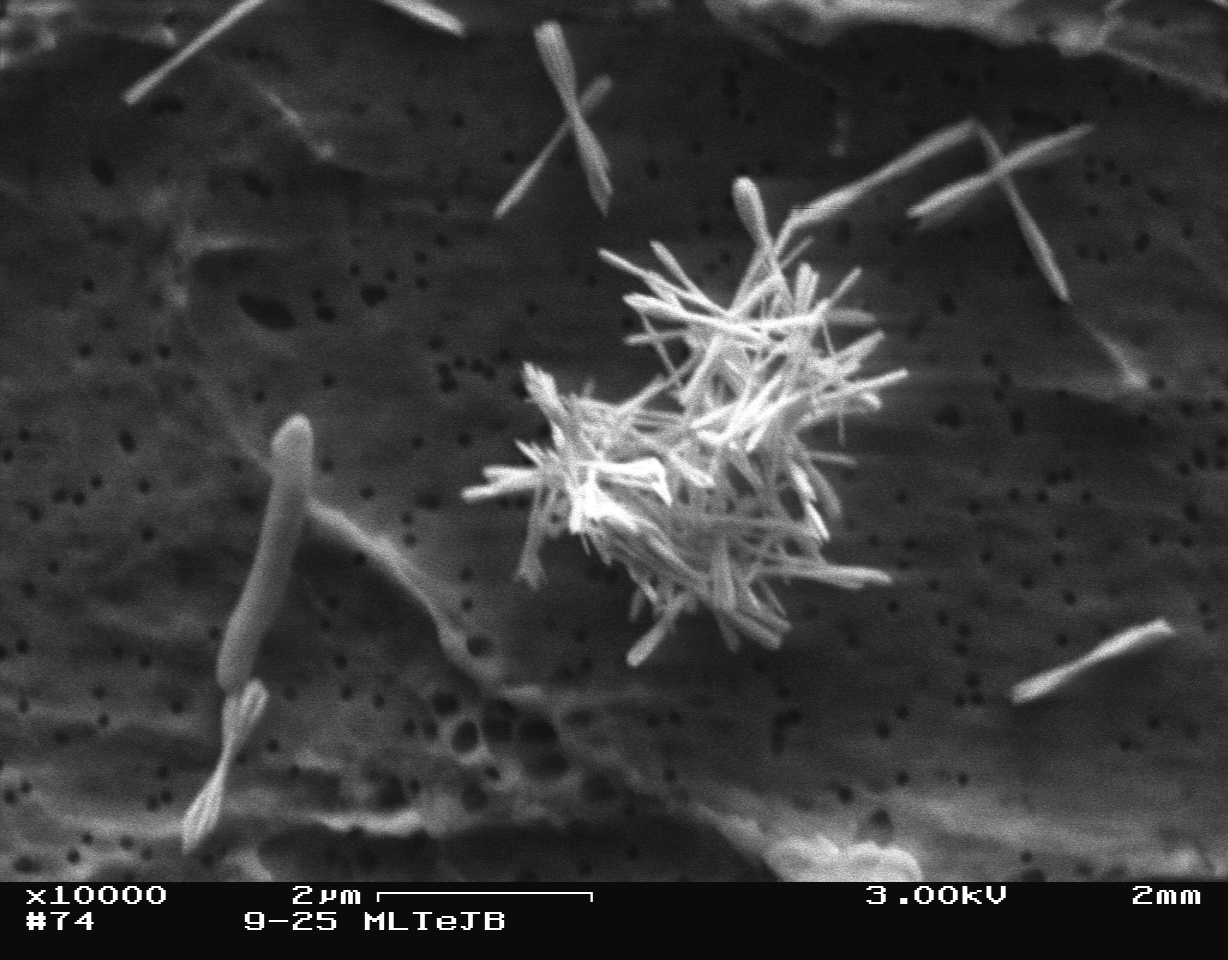 Researchers use nature to produce a revolutionary optical material ...