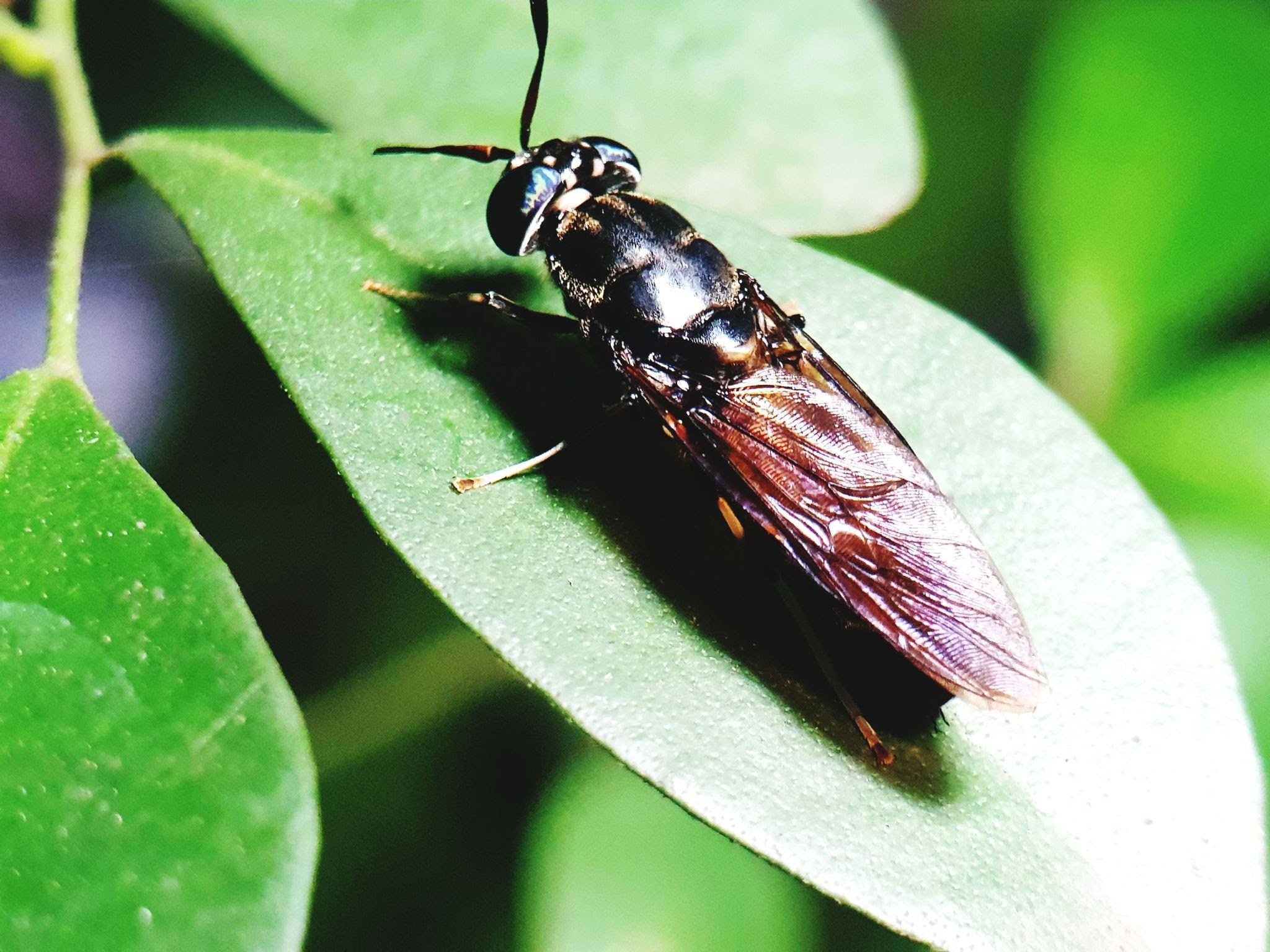 Flies tipping the scales in the fight against pollution! - Amber Centre