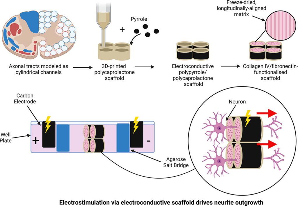 AMBER researchers develop implant with potential to encourage nerve ...