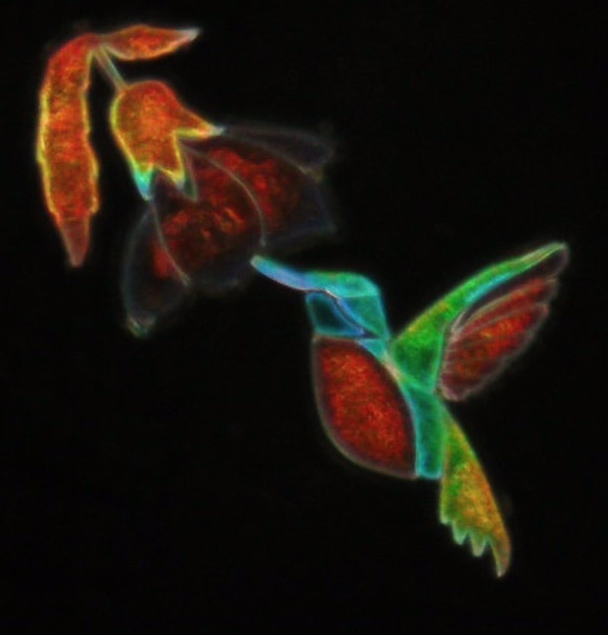 AMBER scientists unlock nature’s 500-million-year-old colour secrets ...